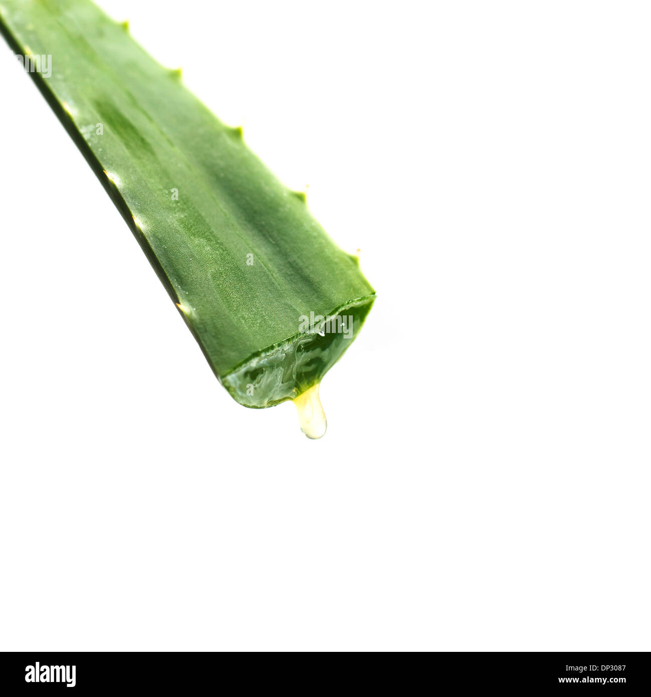 Cut Aloe vera leaf Stock Photo - Alamy