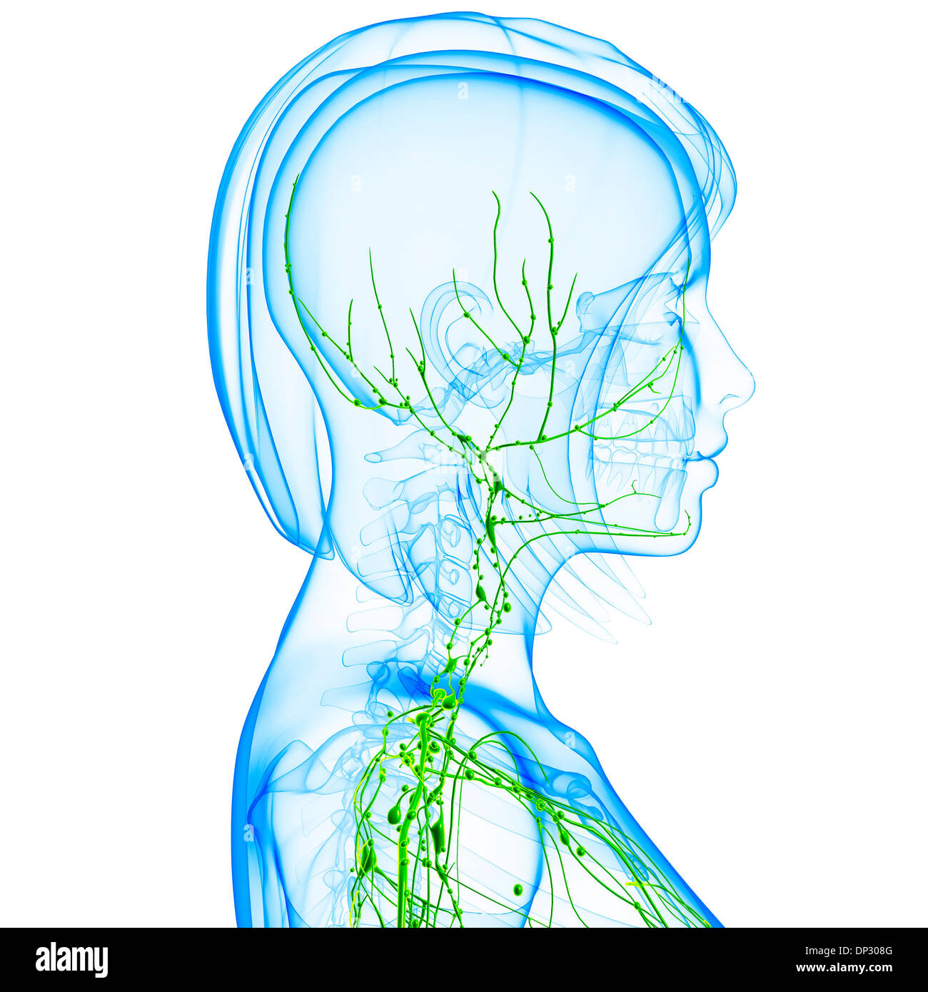 Female lymphatic system, artwork Stock Photo - Alamy