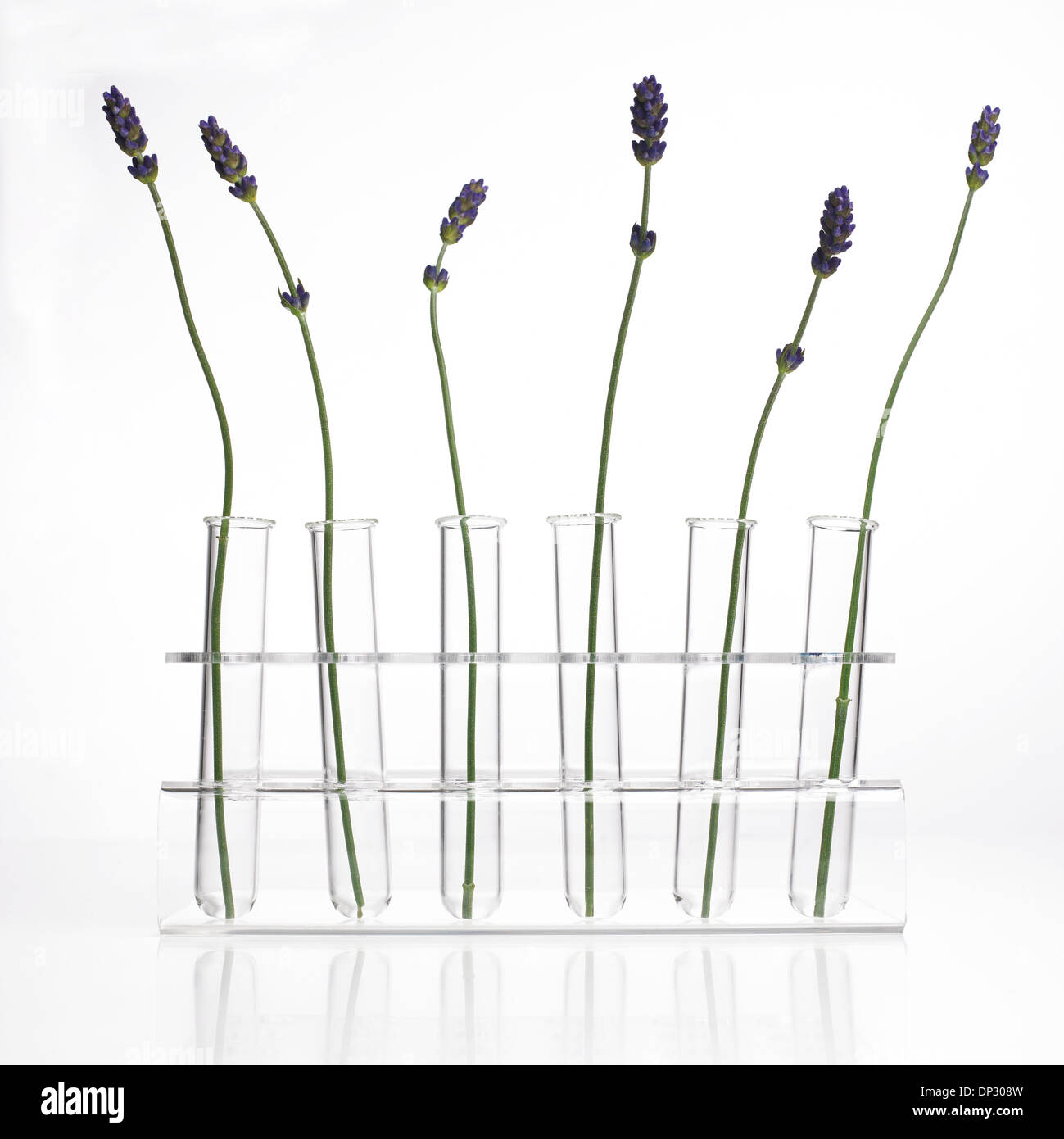 Stems of lavender hi-res stock photography and images - Alamy
