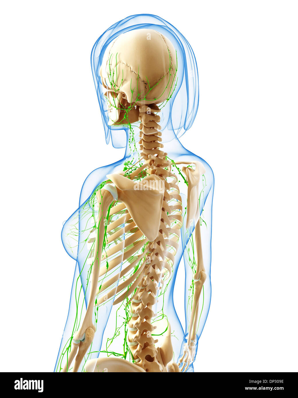 Female lymphatic system, artwork Stock Photo - Alamy