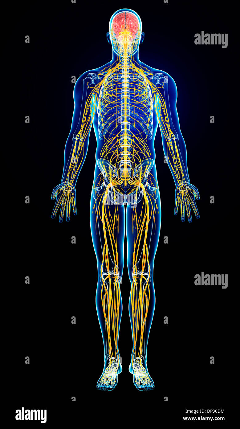 Full Body View Male Nervous High Resolution Stock Photography and ...