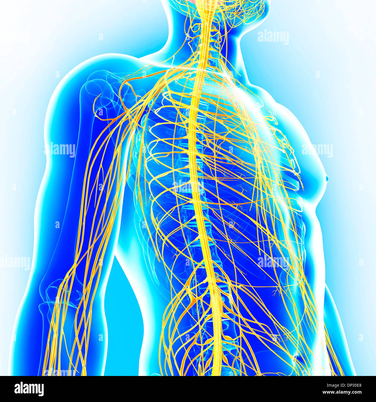 Male nervous system, artwork Stock Photo - Alamy