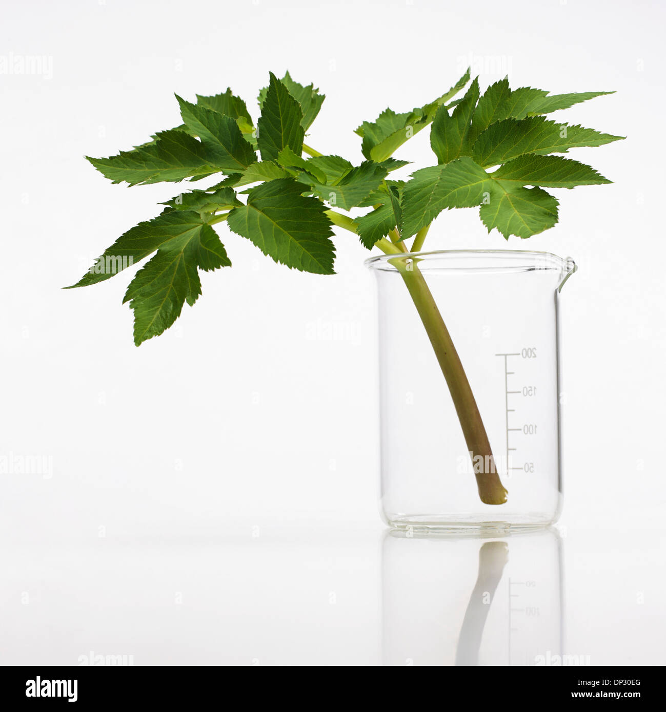 Angelica archangelica hi-res stock photography and images - Alamy
