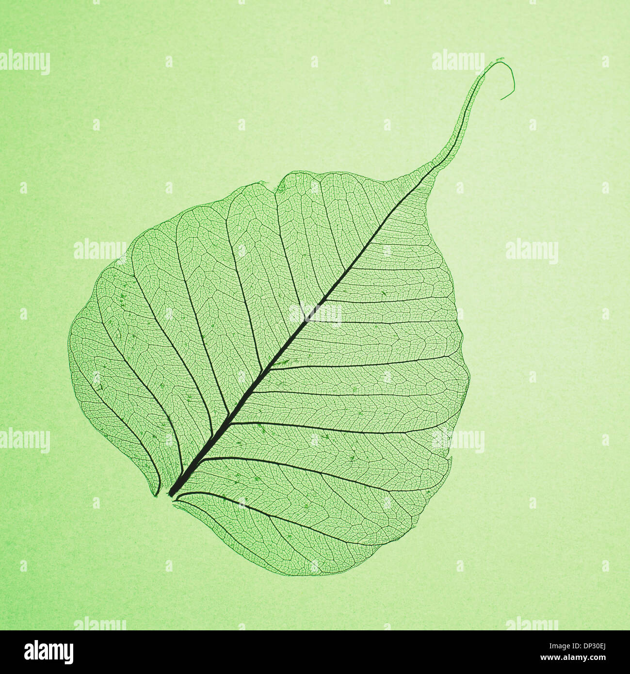 Leaf hi-res stock photography and images - Alamy