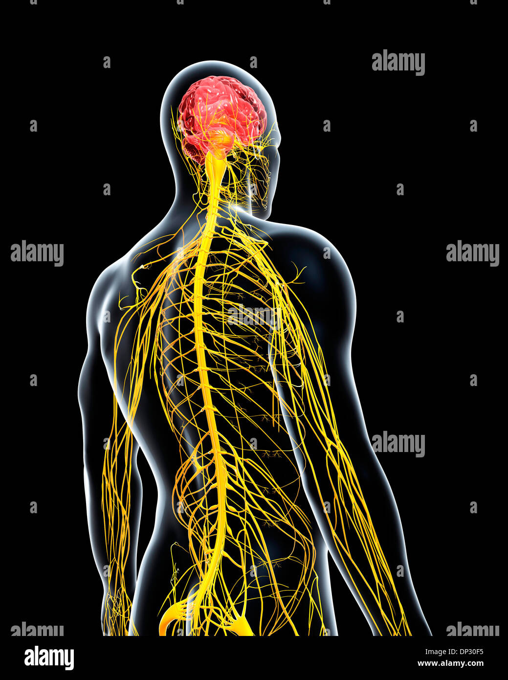 Illustration male nervous artwork hi-res stock photography and images ...