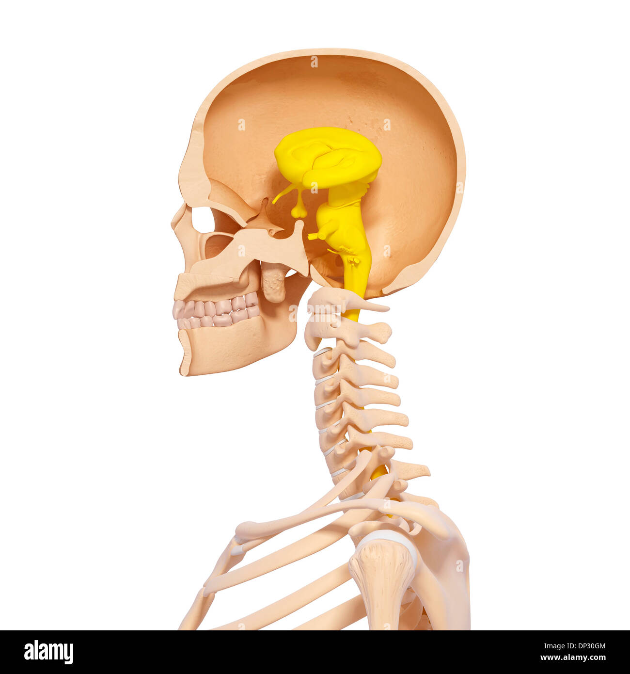 Human anatomy, artwork Stock Photo - Alamy