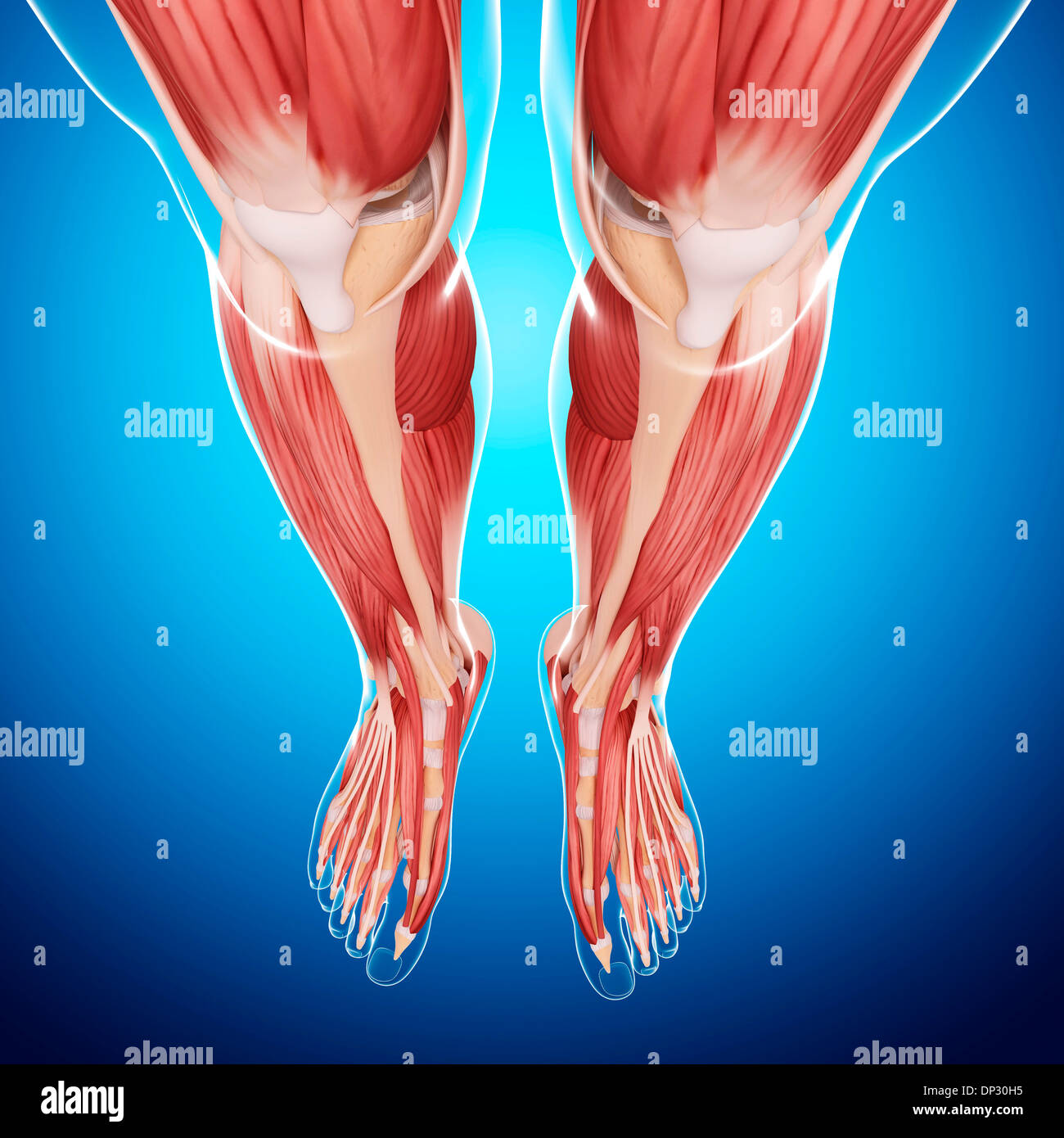 Human leg musculature, artwork Stock Photo - Alamy