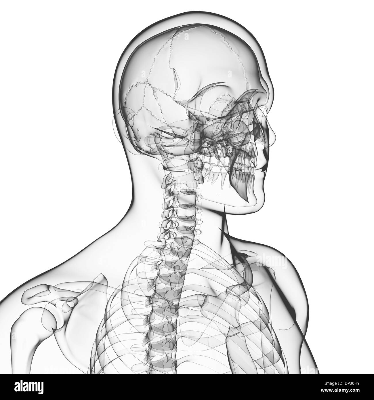 Human skeleton Black and White Stock Photos & Images - Alamy