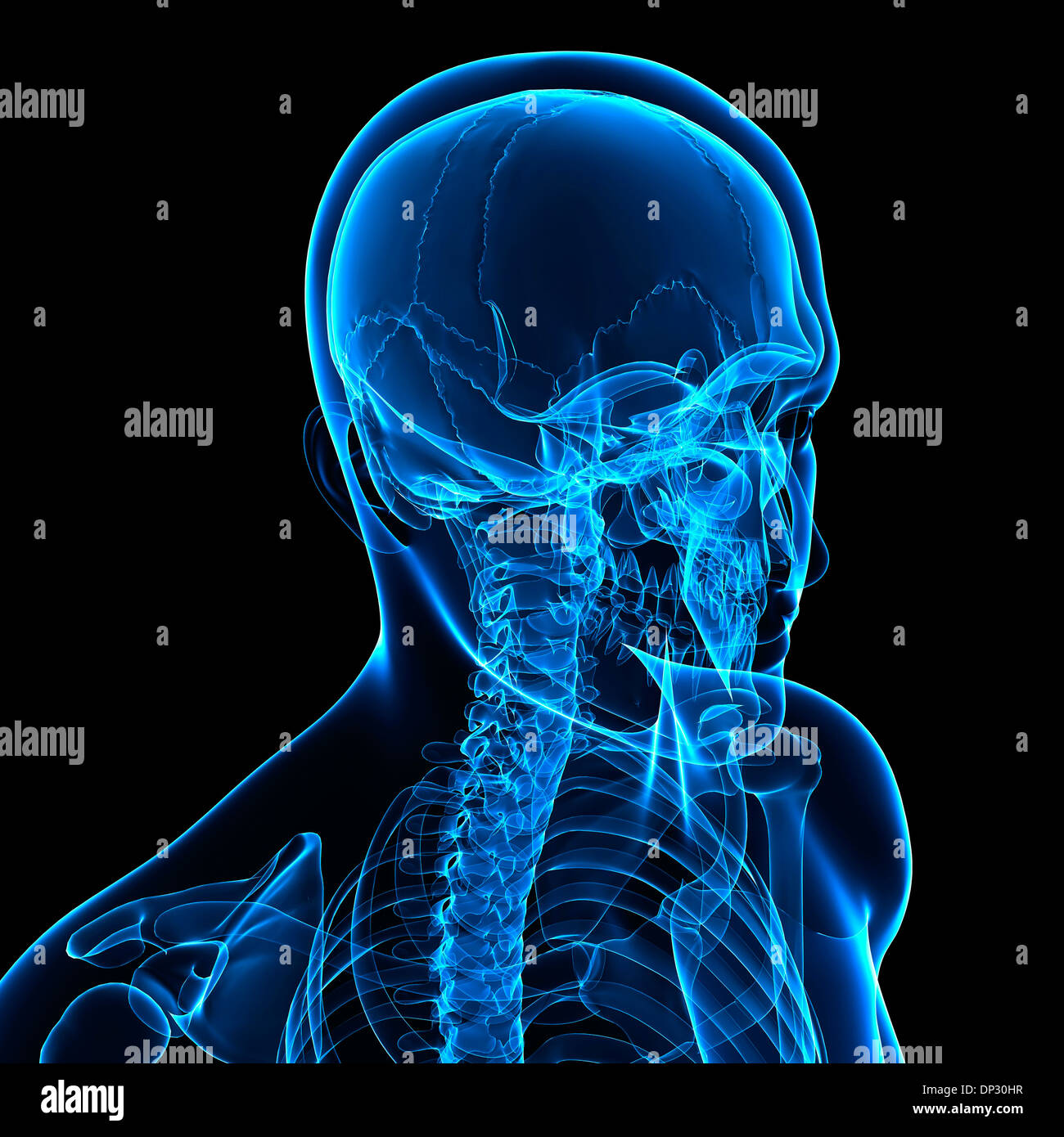 Human skull, artwork Stock Photo - Alamy