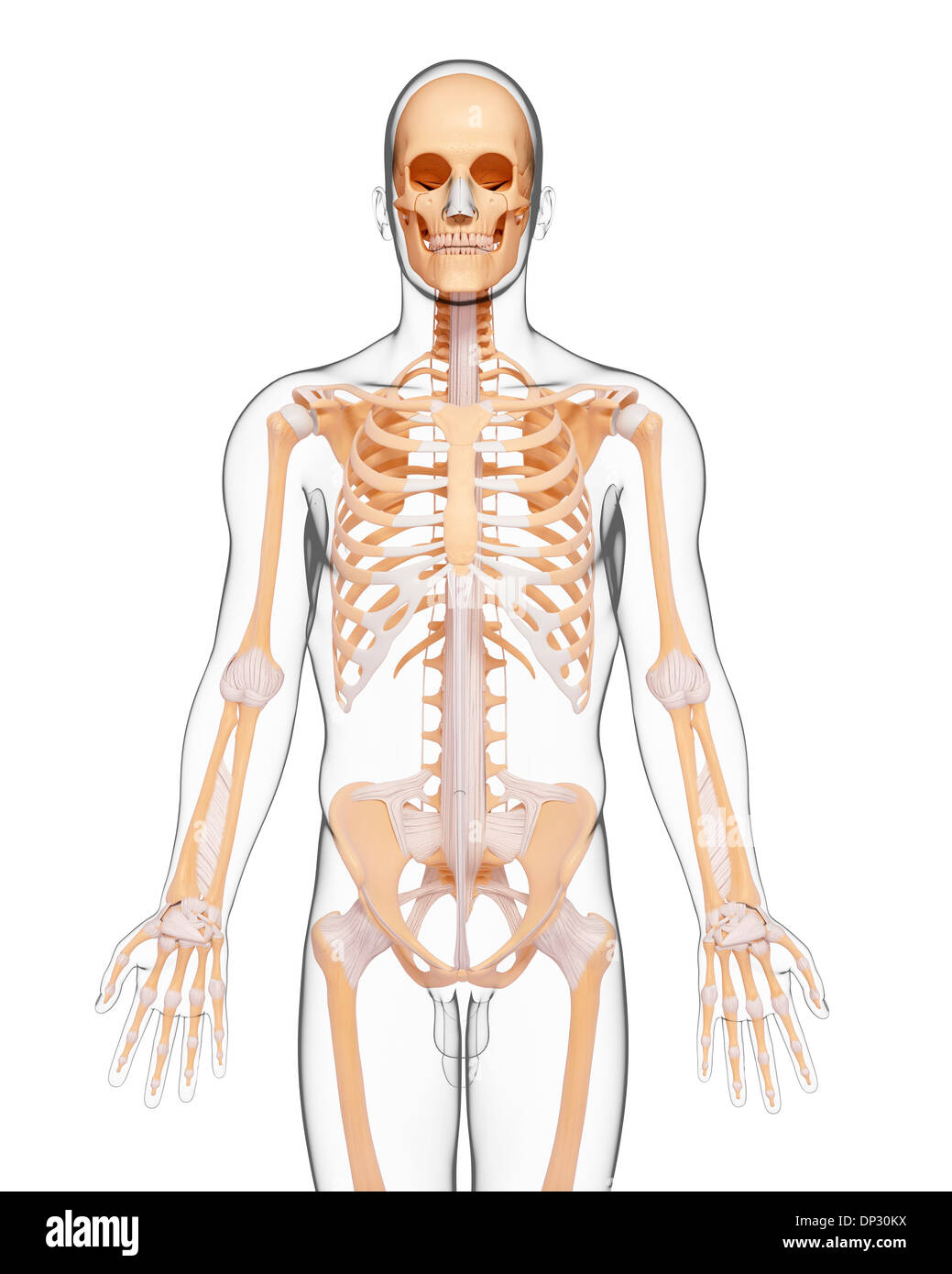 Male skeleton, artwork Stock Photo - Alamy