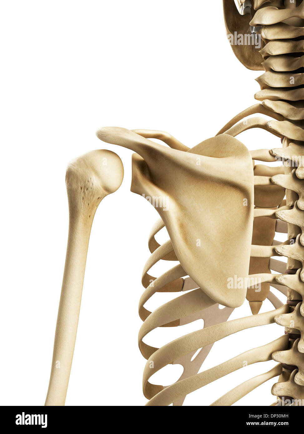 Shoulder bones, artwork Stock Photo - Alamy