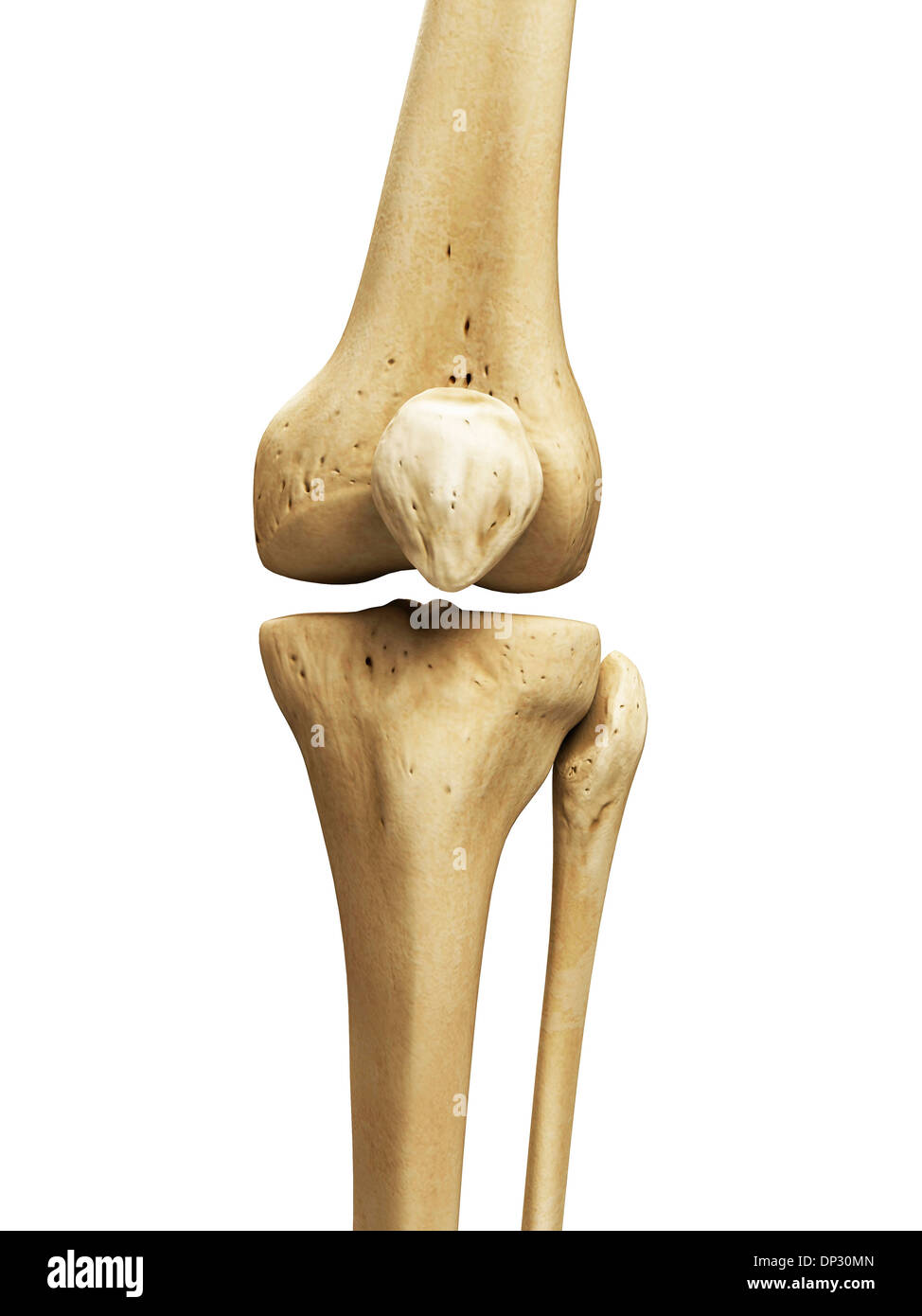 Knee bones, artwork Stock Photo - Alamy