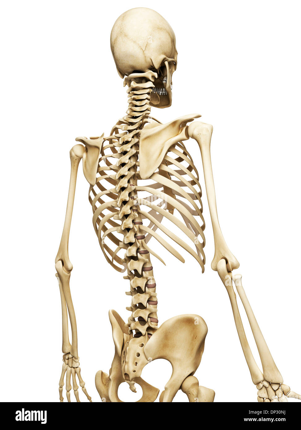 Human back, artwork Stock Photo - Alamy