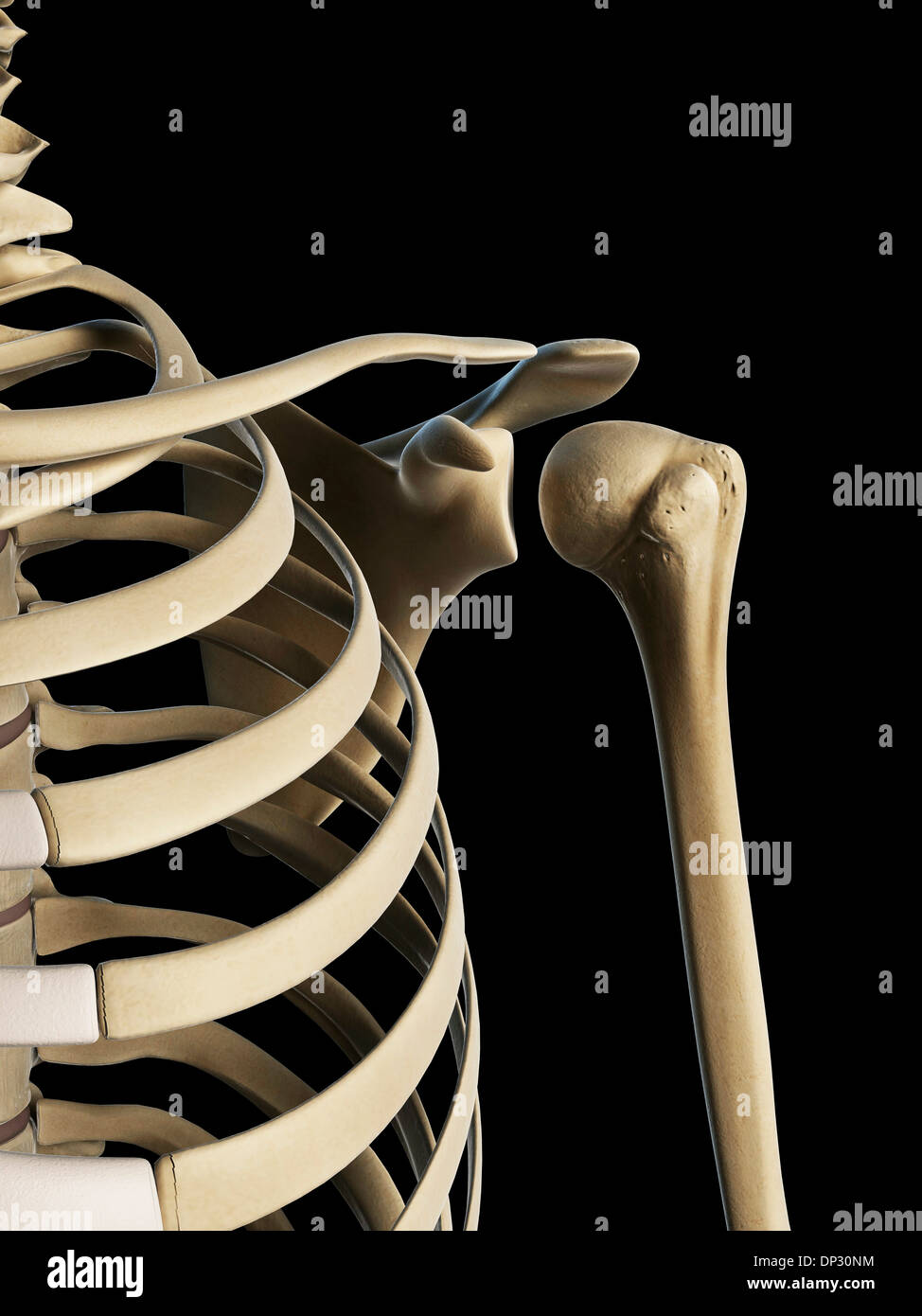 Shoulder bones, artwork Stock Photo - Alamy
