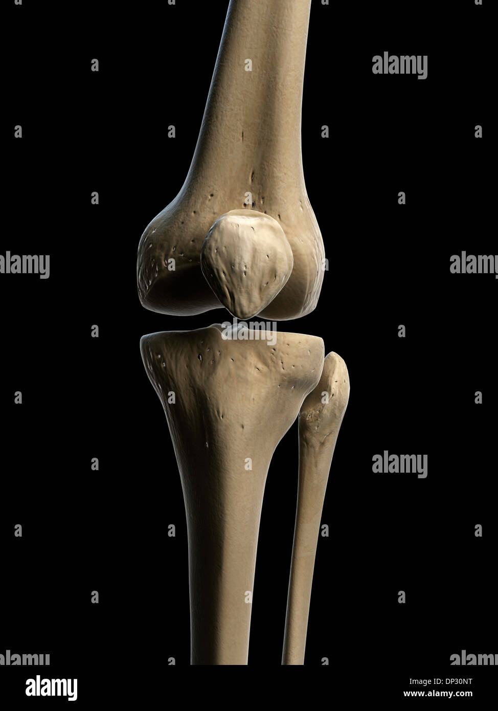 Knee bones, artwork Stock Photo - Alamy