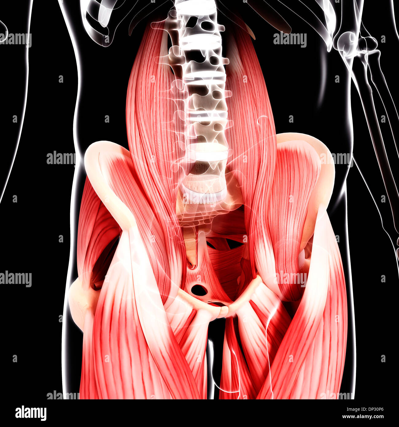 Human hip musculature, artwork Stock Photo - Alamy