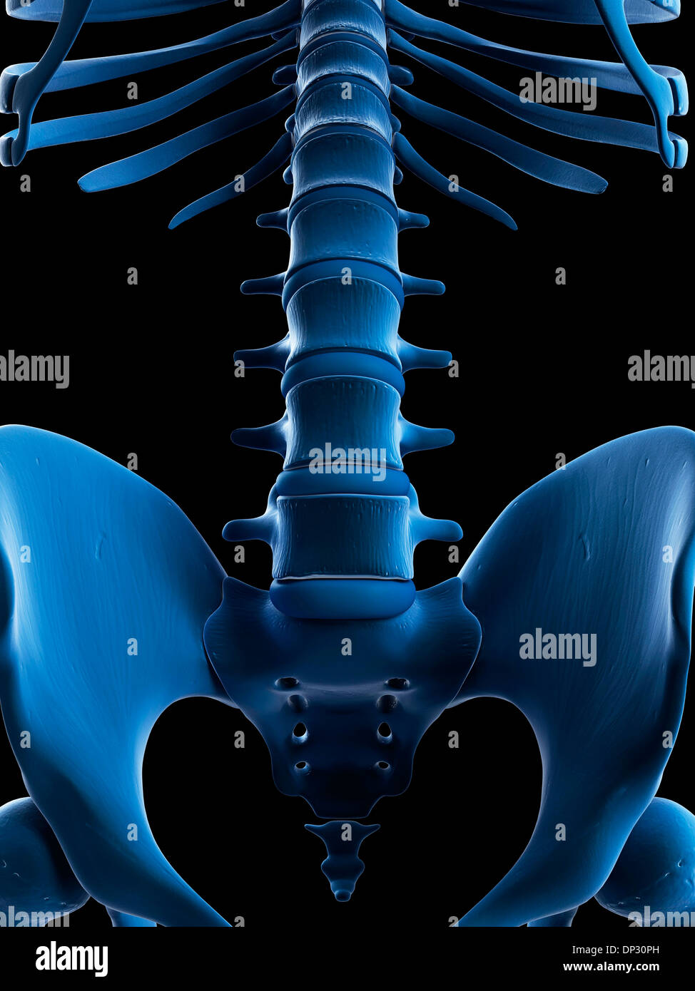 Spine and sacrum, artwork Stock Photo - Alamy