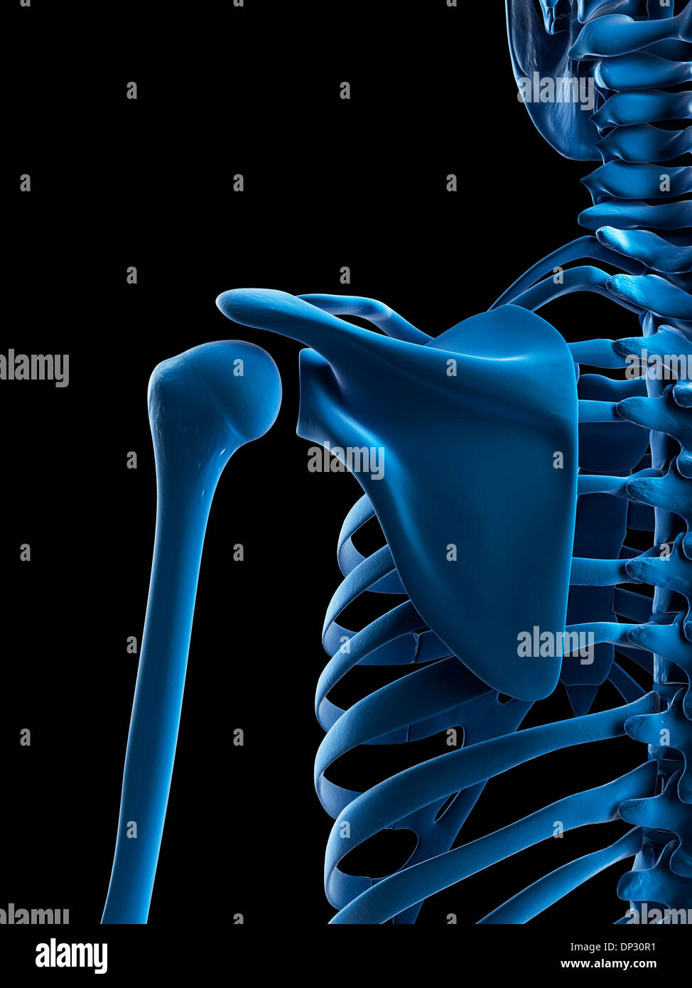 Shoulder bones, artwork Stock Photo - Alamy