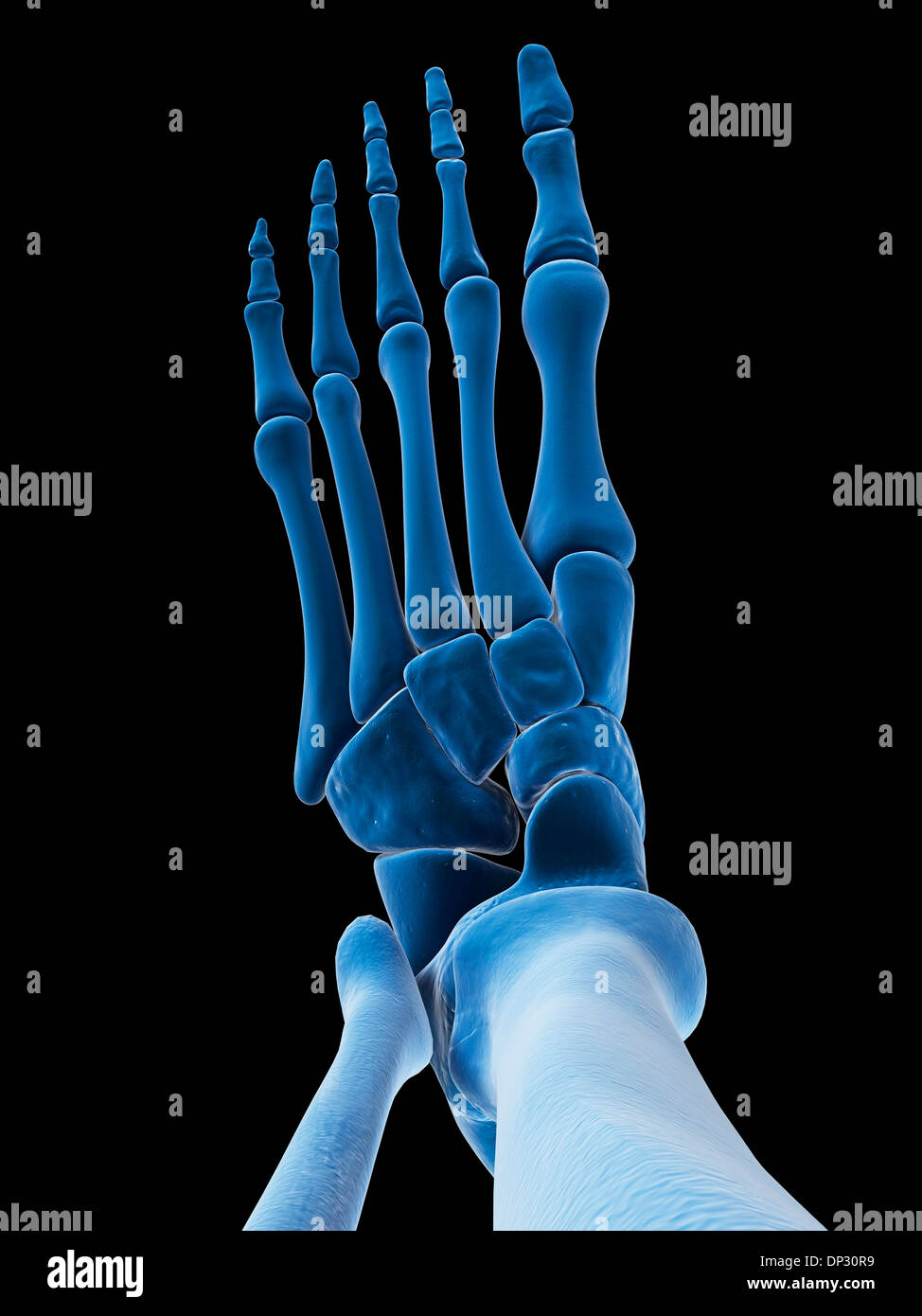 Foot bones, artwork Stock Photo - Alamy