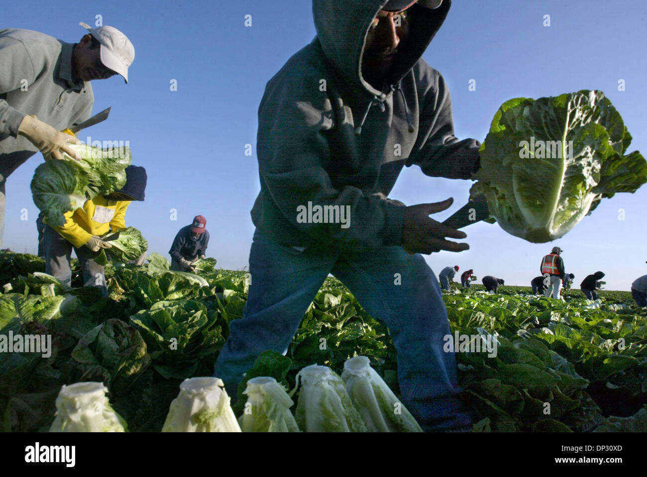 Jun 14, 2006; Salinas Valley, CA, USA; Farm workers harvest romaine ...
