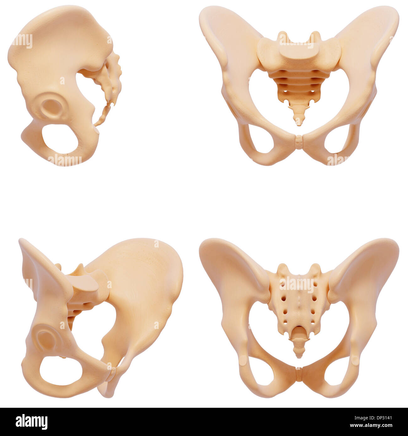 Human Pelvis Side View