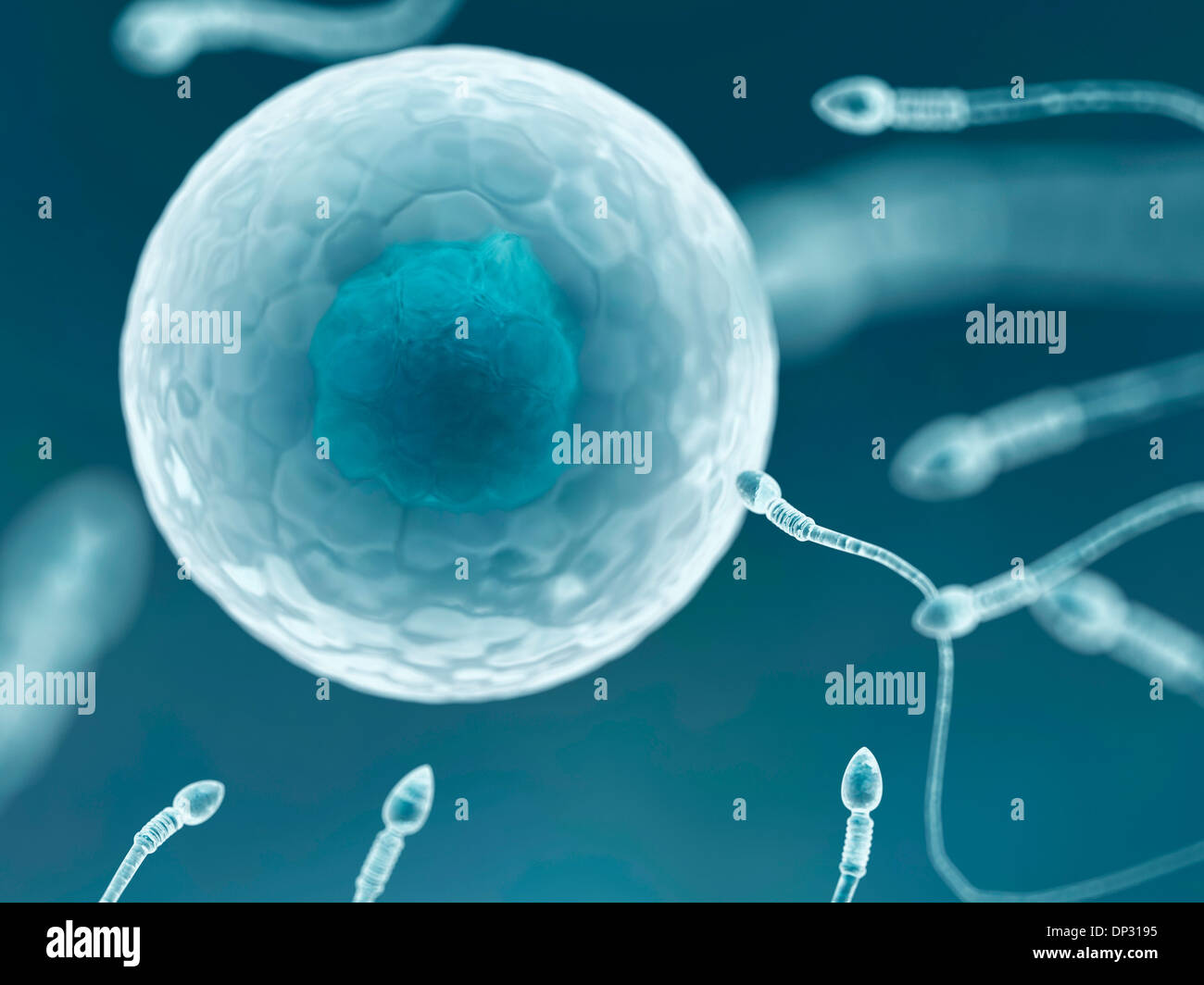Egg and sperm, artwork Stock Photo - Alamy