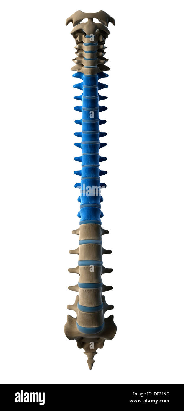 Thoracic vertebrae Cut Out Stock Images & Pictures - Alamy