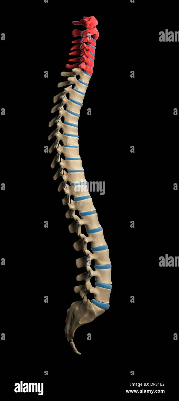 Cervical spine, artwork Stock Photo - Alamy