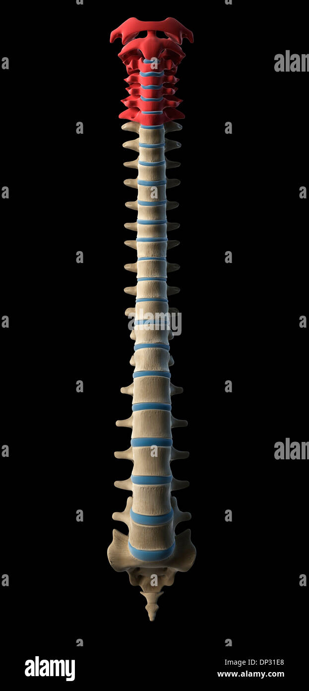 Cervical spine, artwork Stock Photo - Alamy