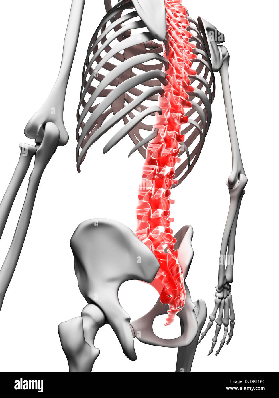 Human spine, artwork Stock Photo - Alamy