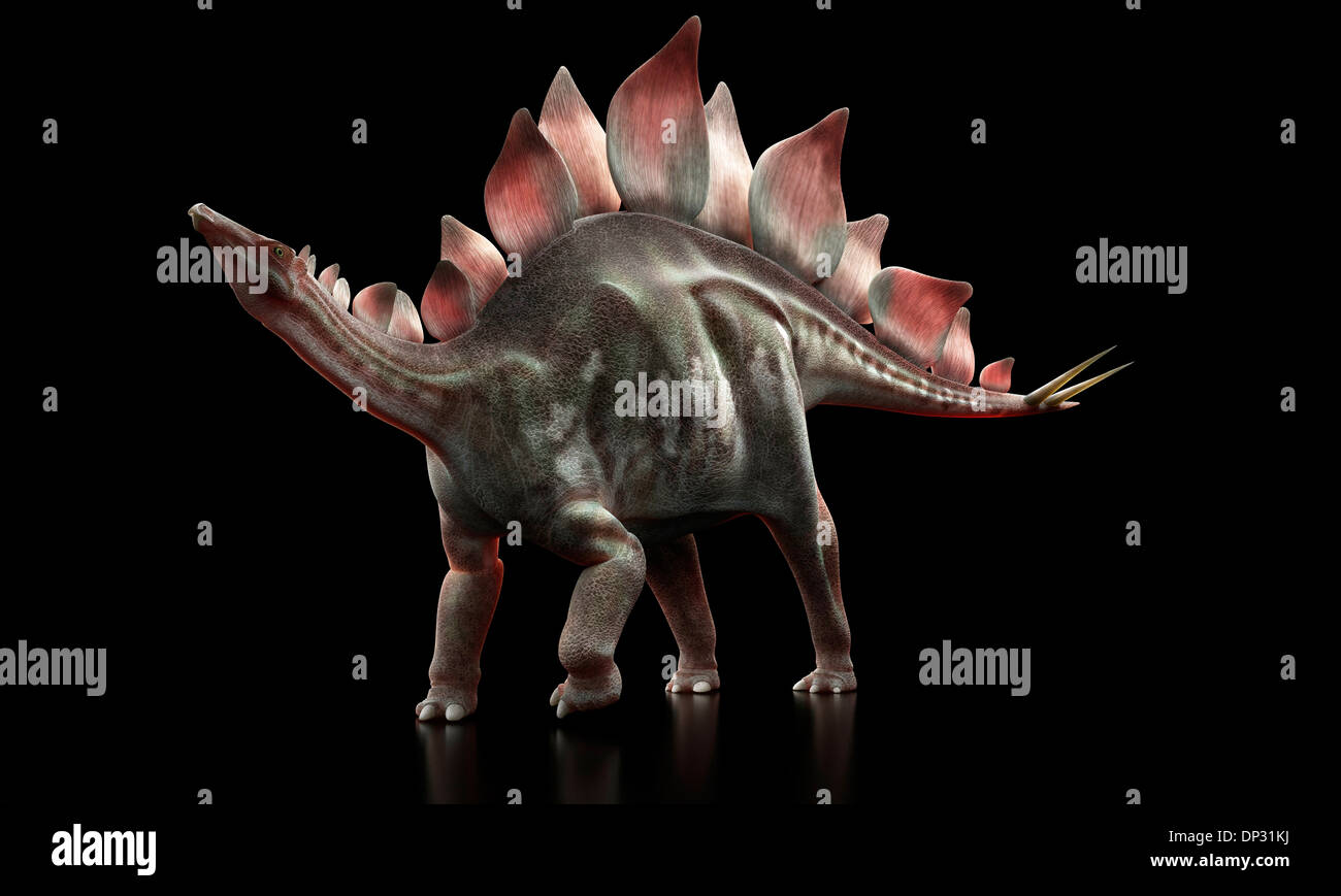 Stegosaurus dinosaur, artwork Stock Photo - Alamy