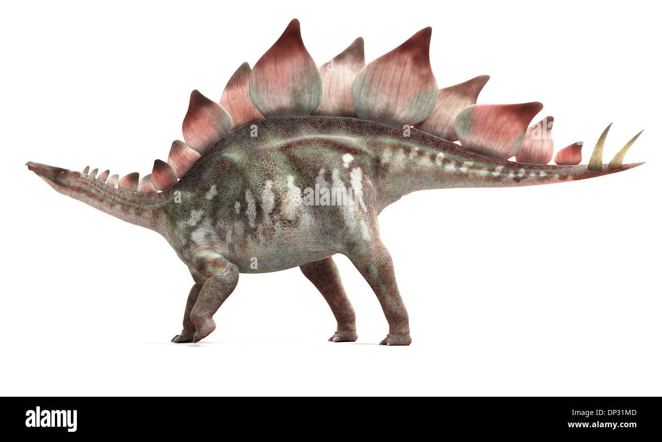 Stegosaurus hi-res stock photography and images - Alamy