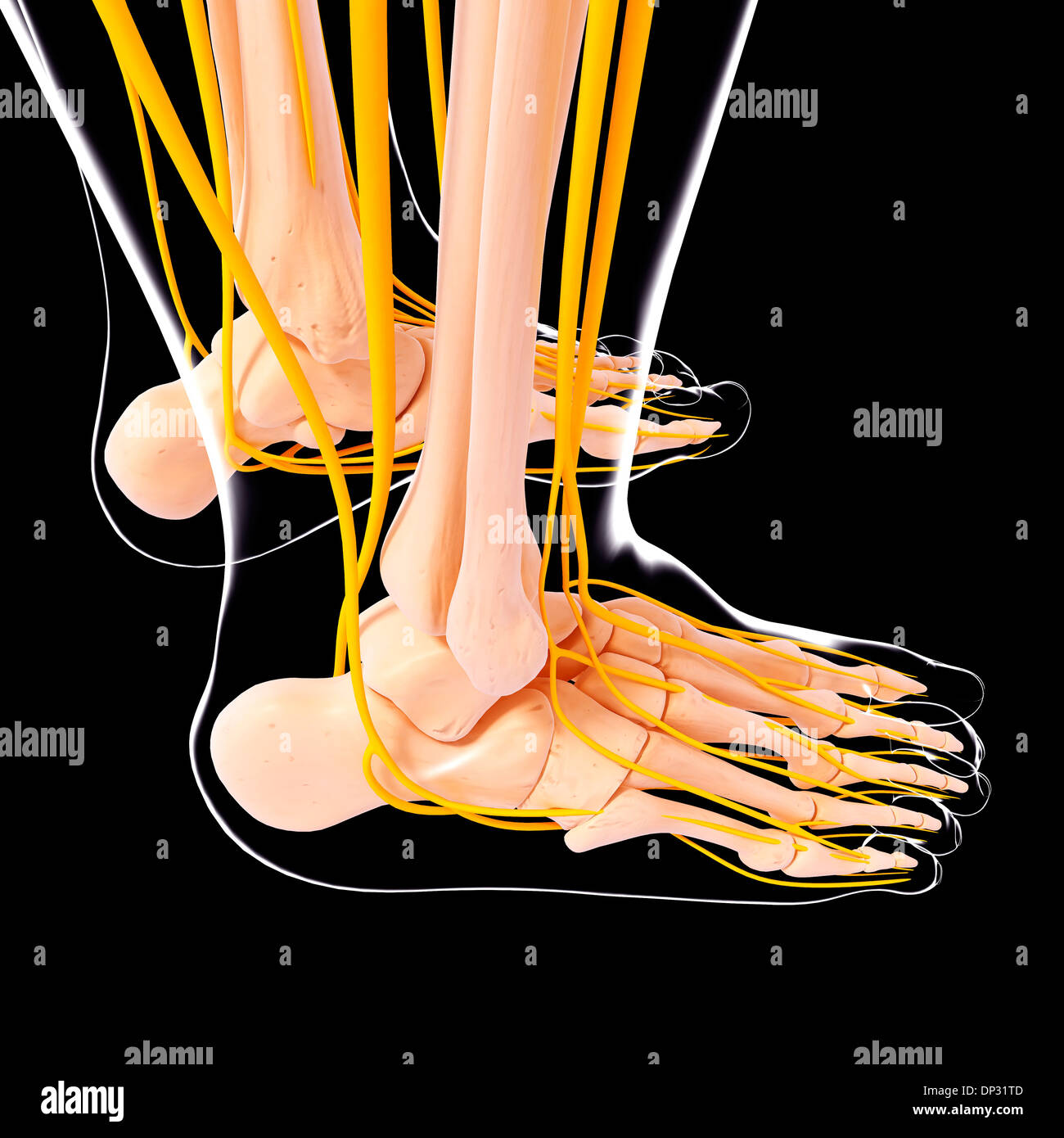 Human foot nervous system, artwork Stock Photo - Alamy