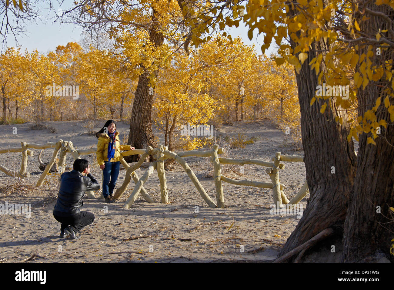 Man photographing woman under poplar trees in autumn, Ejina Qi, Inner ...