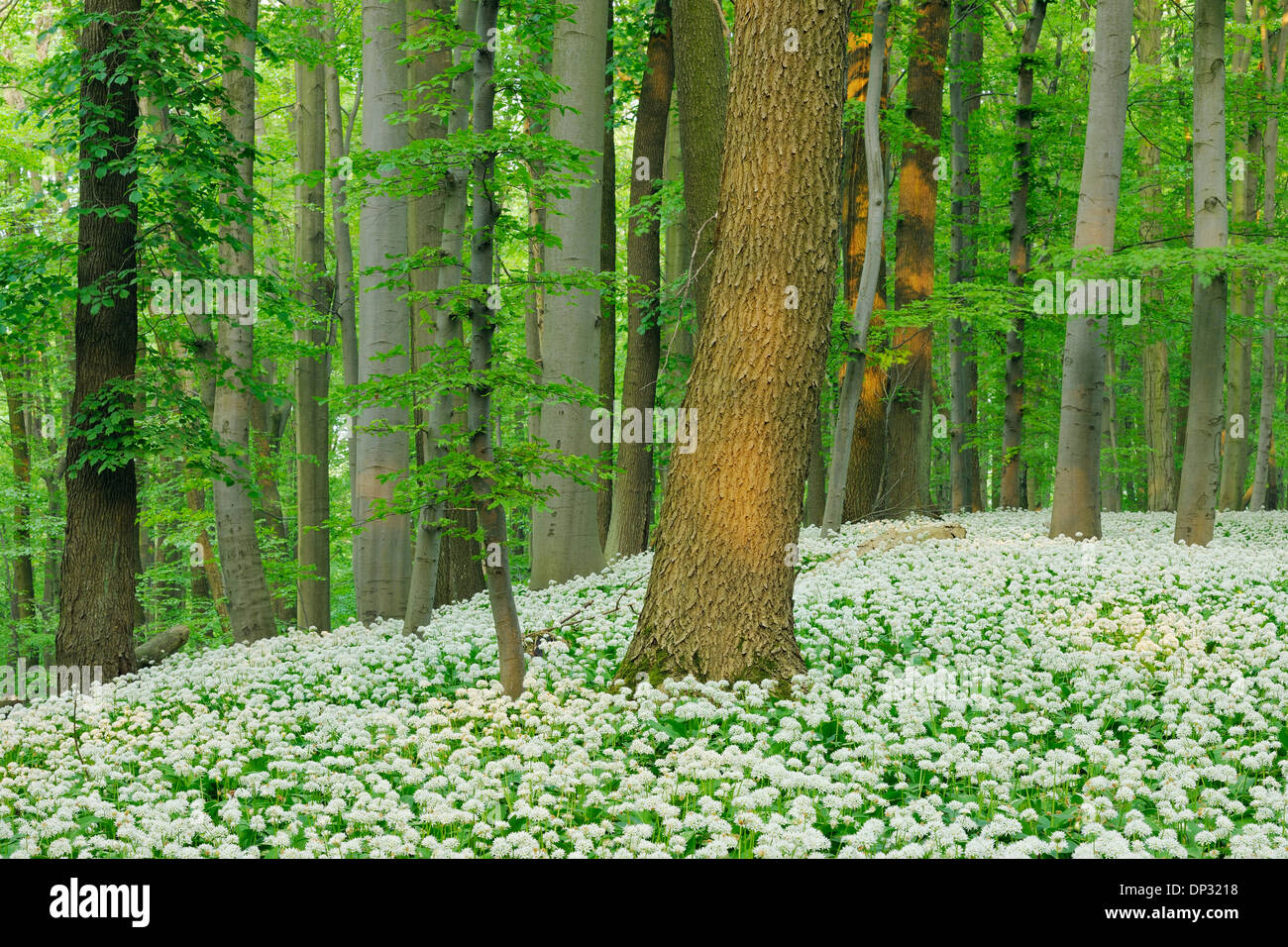 Ramsons (Allium ursinum) in European Beech (Fagus sylvatica) Forest in ...