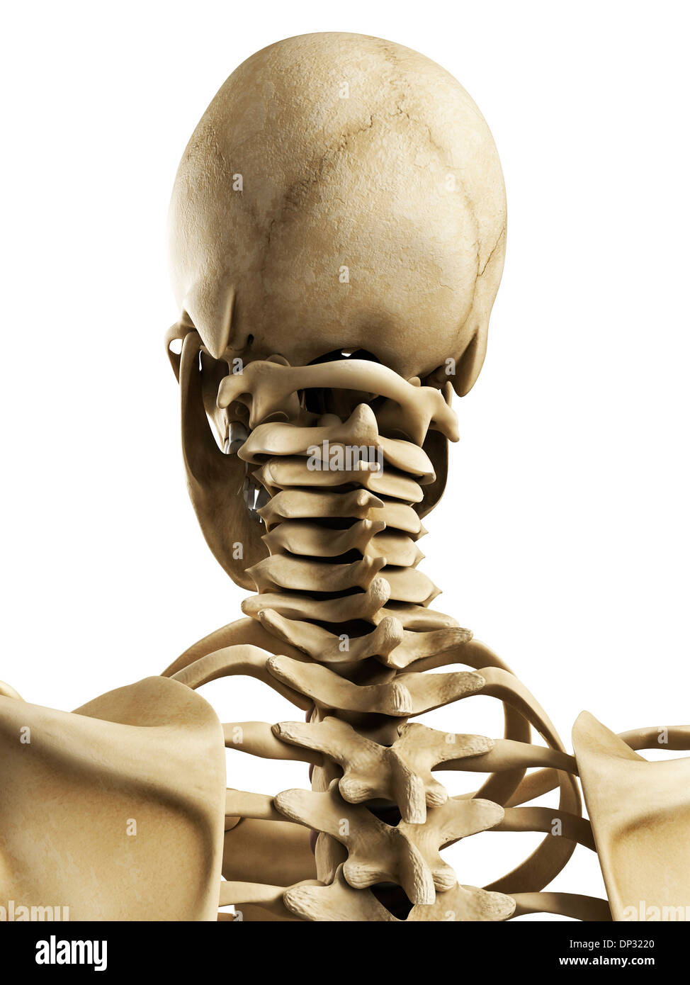 Skull with detail hi-res stock photography and images - Alamy