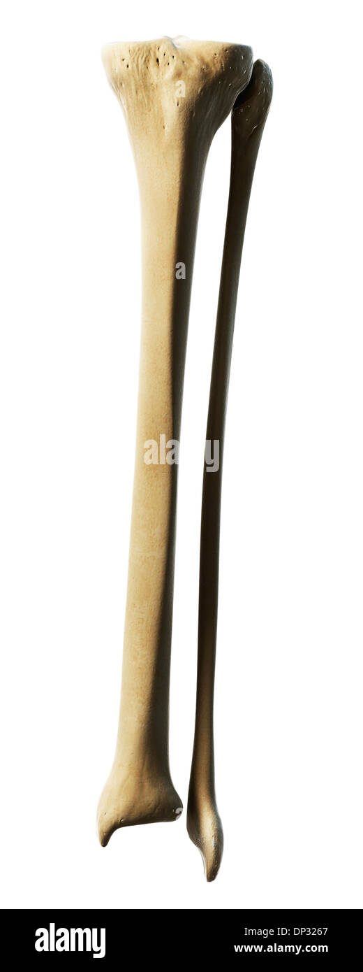 Lower leg bones hi-res stock photography and images - Alamy