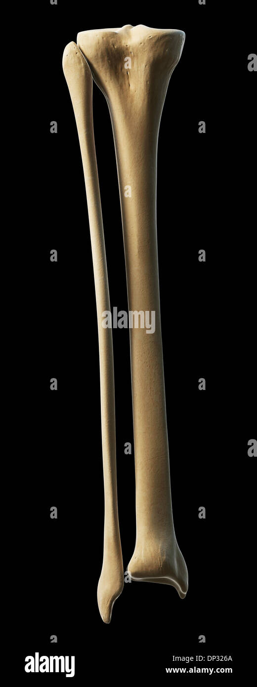 Lower leg bones hi-res stock photography and images - Alamy
