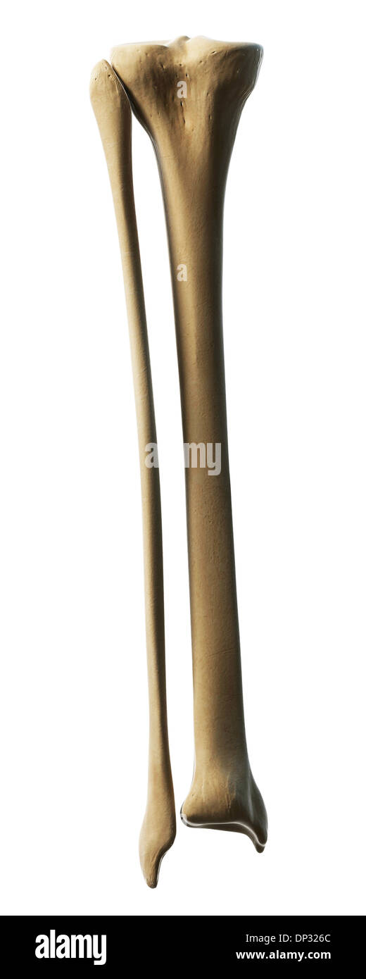 Lower part body Cut Out Stock Images & Pictures - Alamy