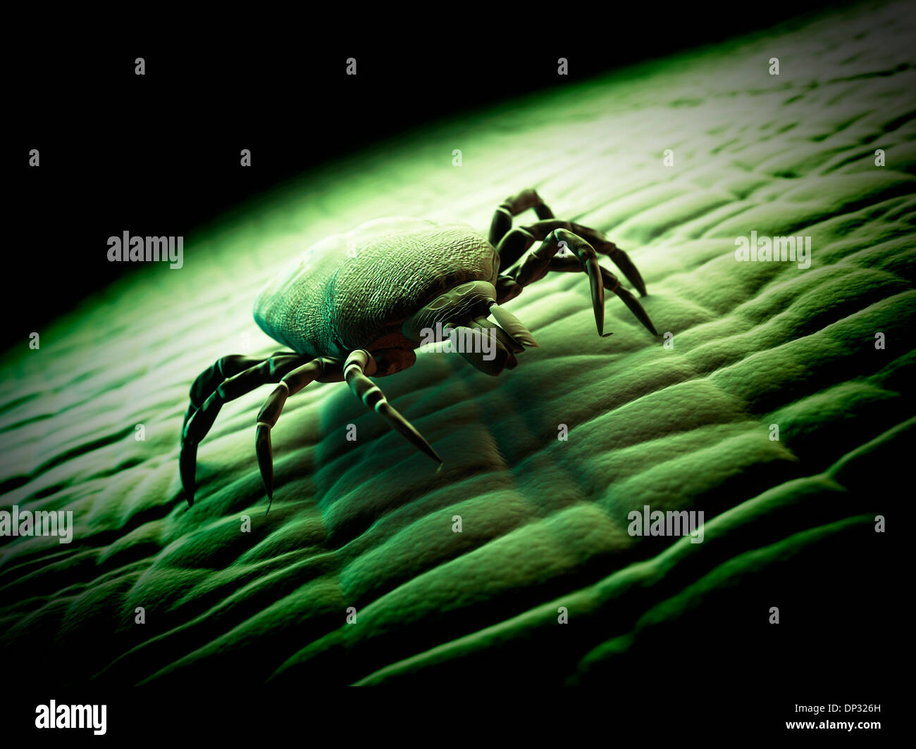 Black tick full hi-res stock photography and images - Alamy