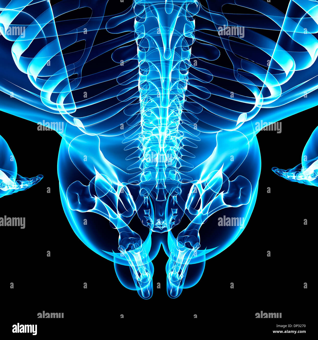 Female skeleton, artwork Stock Photo - Alamy