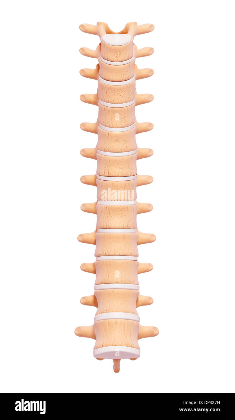 Human spine, artwork Stock Photo - Alamy