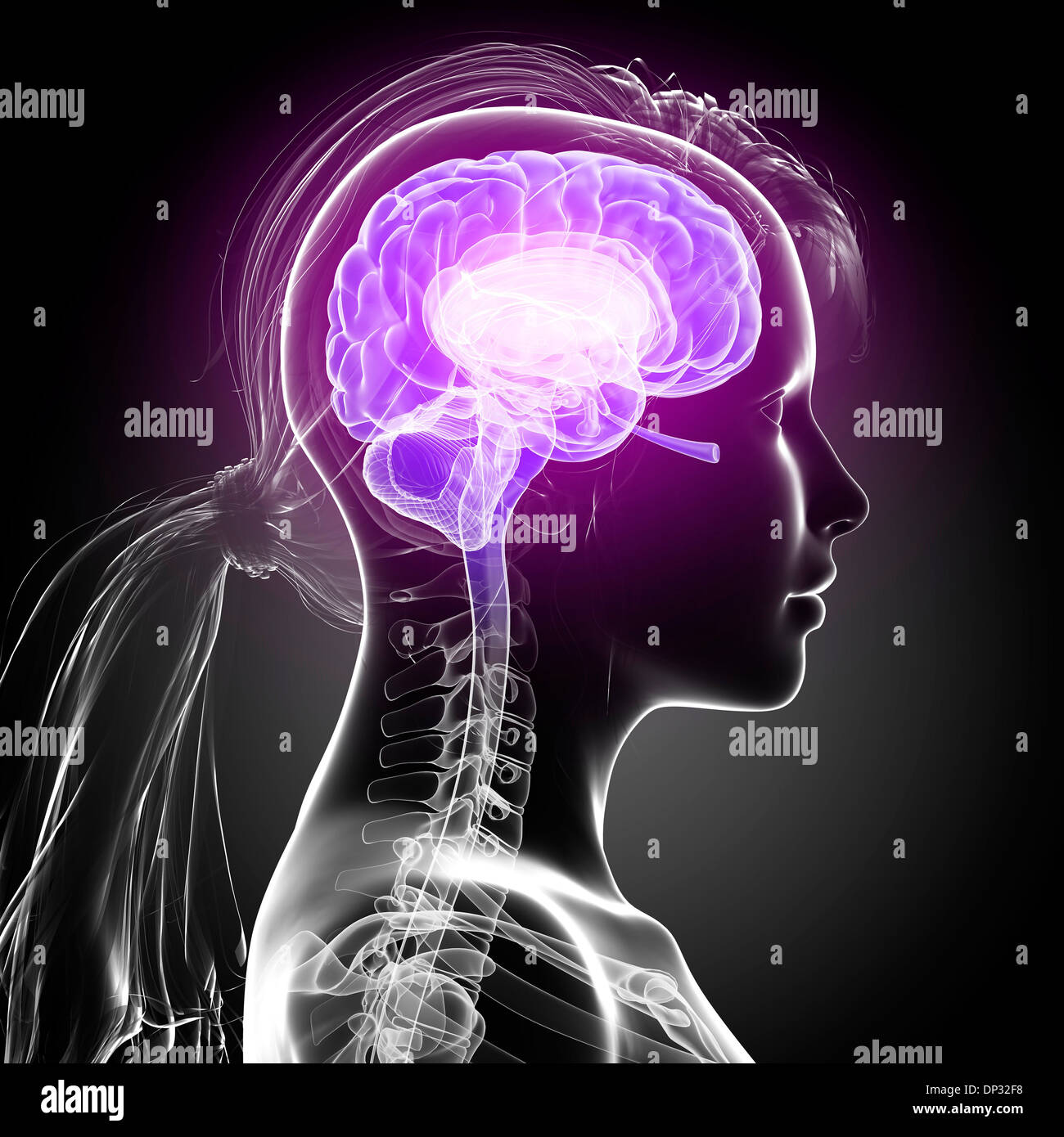 Female brain, artwork Stock Photo - Alamy