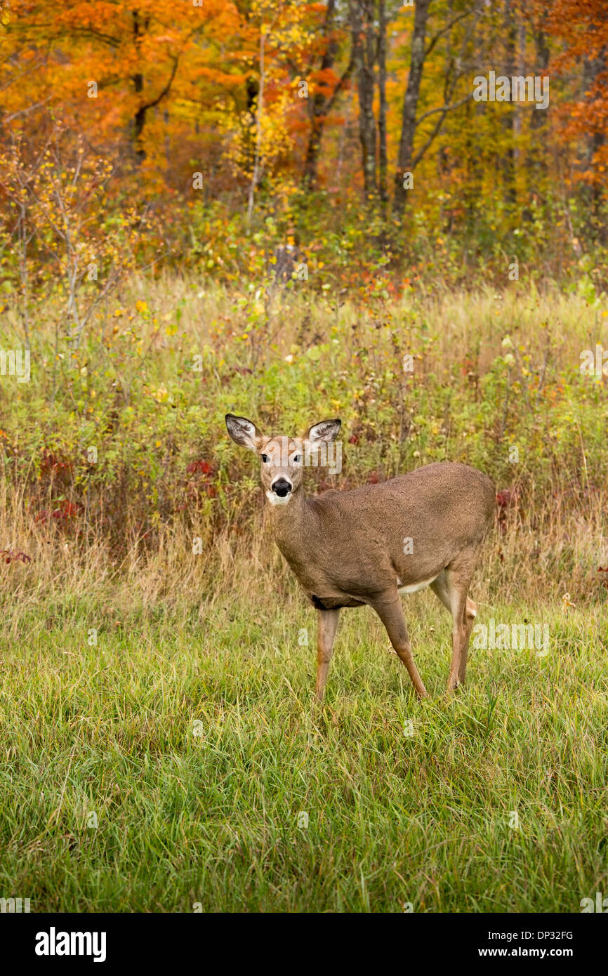 White-tailed doe in an autumn meadow Stock Photo - Alamy
