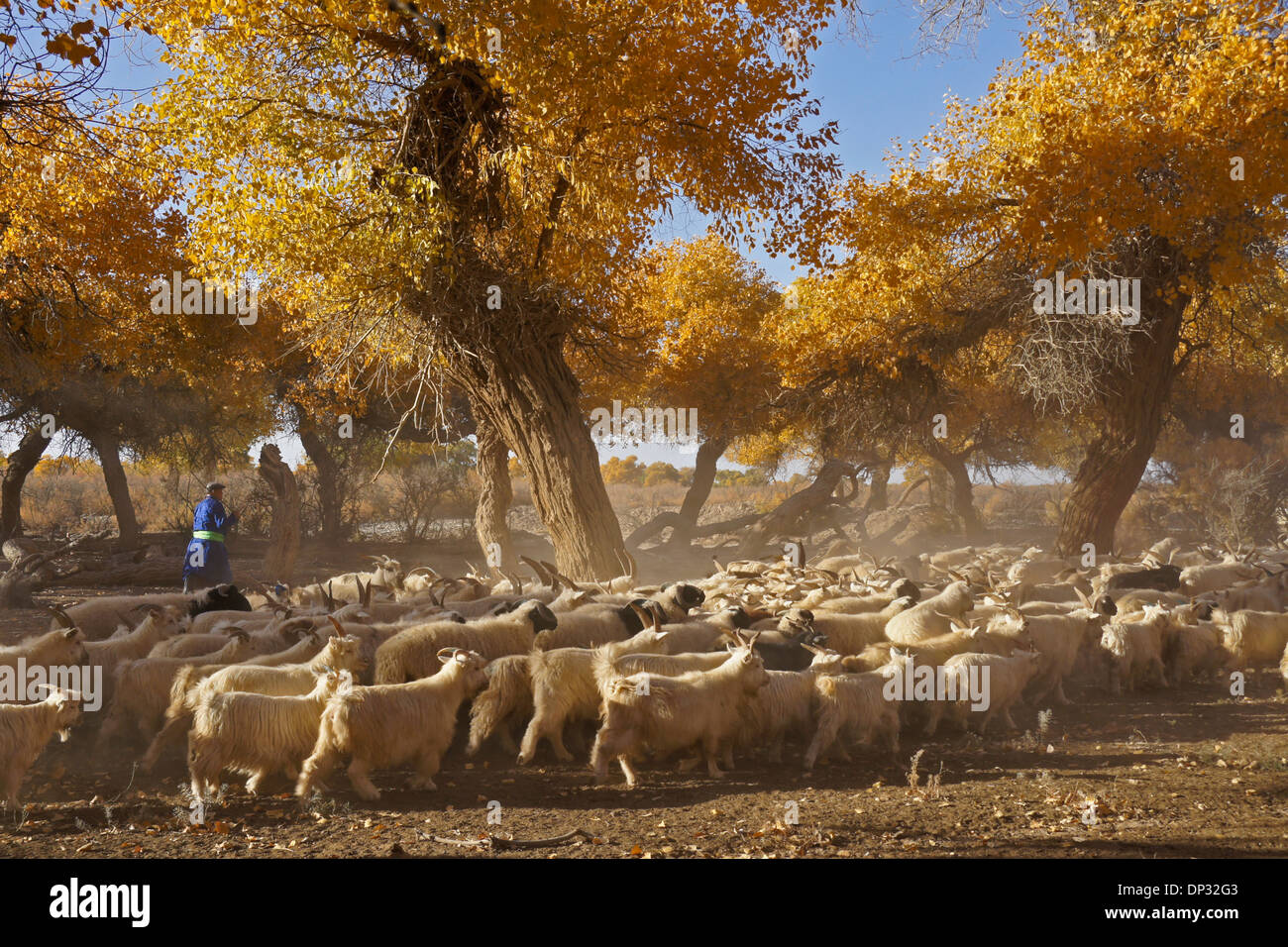Mongolian shepherd with goats under poplar trees, Ejina Qi, Inner ...