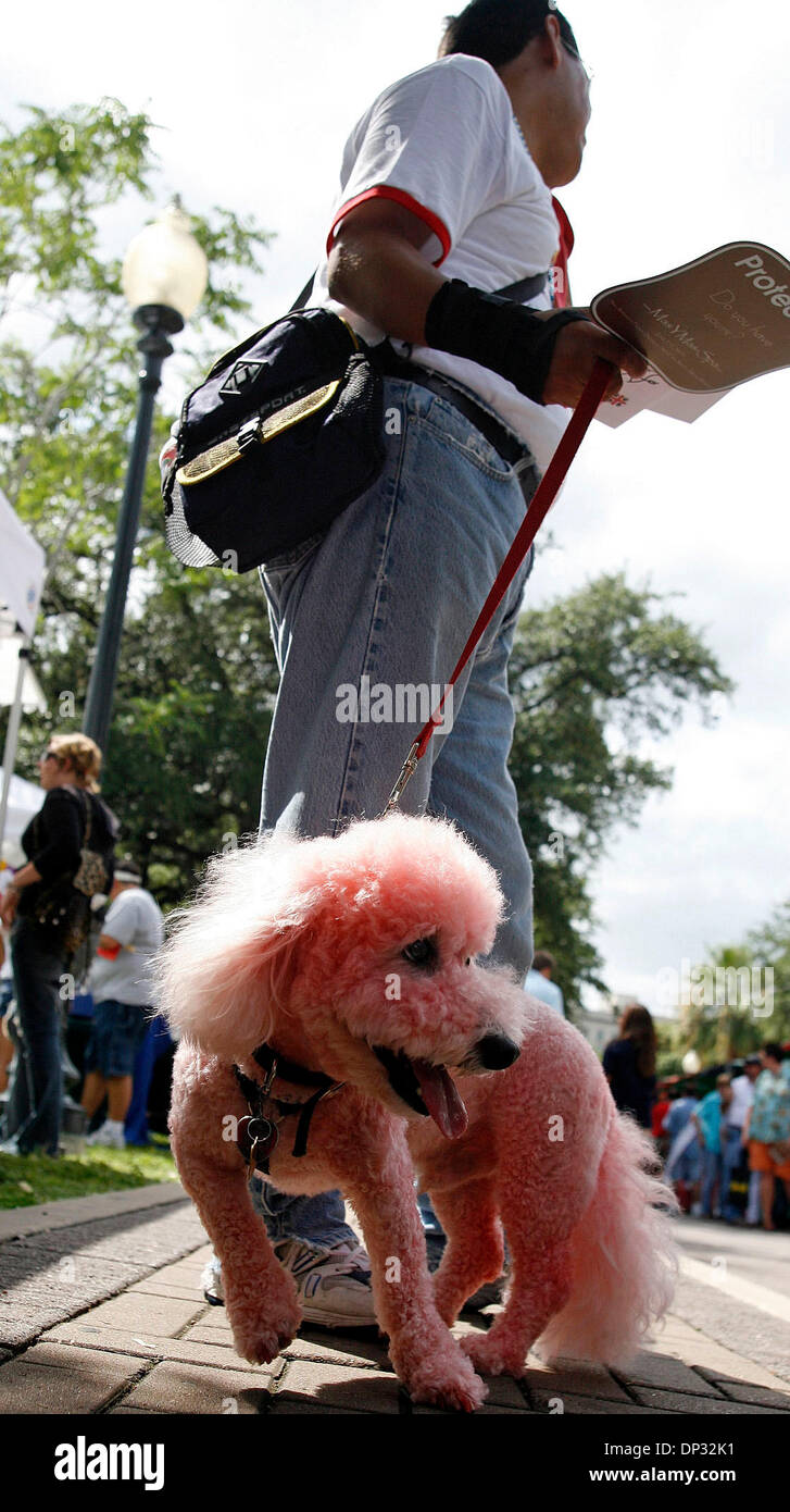 Jun 17, 2006; San Antonio, TX, USA; Jackson, a dyed-pink Bichon Frise ...