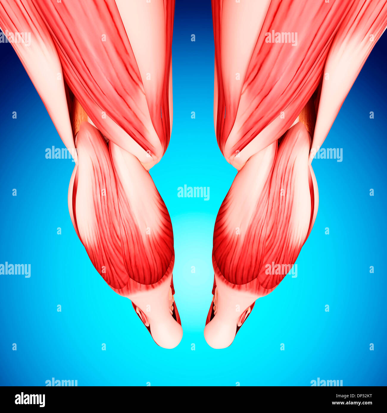 Human leg musculature, artwork Stock Photo - Alamy