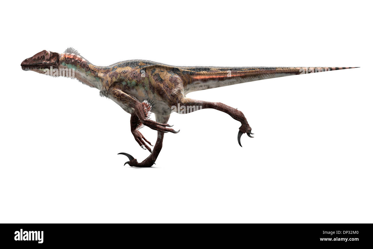 Utahraptor dinosaur, artwork Stock Photo - Alamy