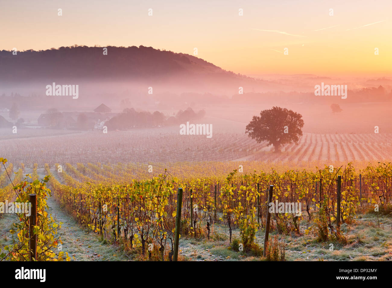 Low lying mist floating over autumn grape vines at Denbies Wine Estate ...
