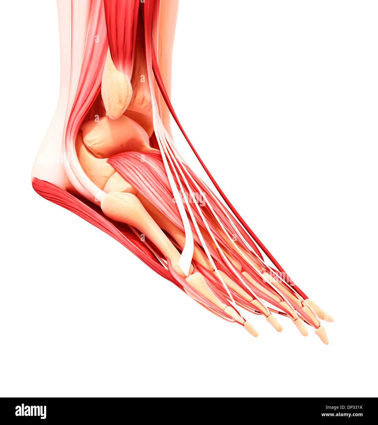 Human foot musculature, artwork Stock Photo - Alamy